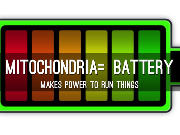 Mitochondria | A Battery That Provides Energy To Every Cell Of Your ...